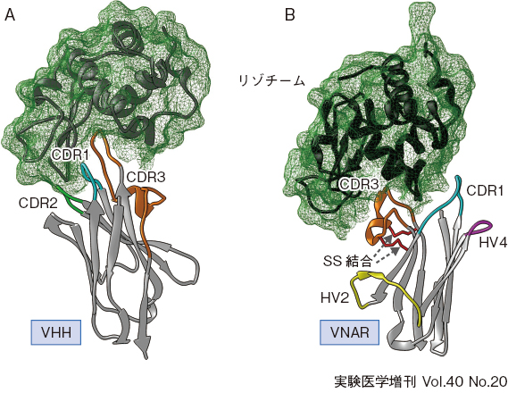 最小・最長のシングルドメイン抗体VNAR：日経バイオテクONLINE