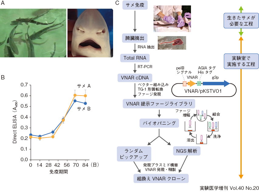 最小・最長のシングルドメイン抗体VNAR：日経バイオテクONLINE