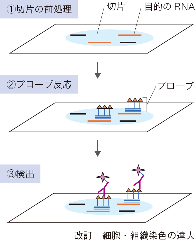 ISHの原理：日経バイオテクONLINE