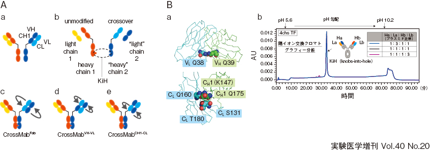 二重特異性抗体の創製と開発：日経バイオテクONLINE