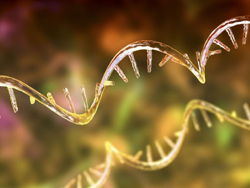 名大の阿部教授ら、mRNA医薬創出に向け高純度にmRNA合成する精製タグ開発：日経バイオテクONLINE